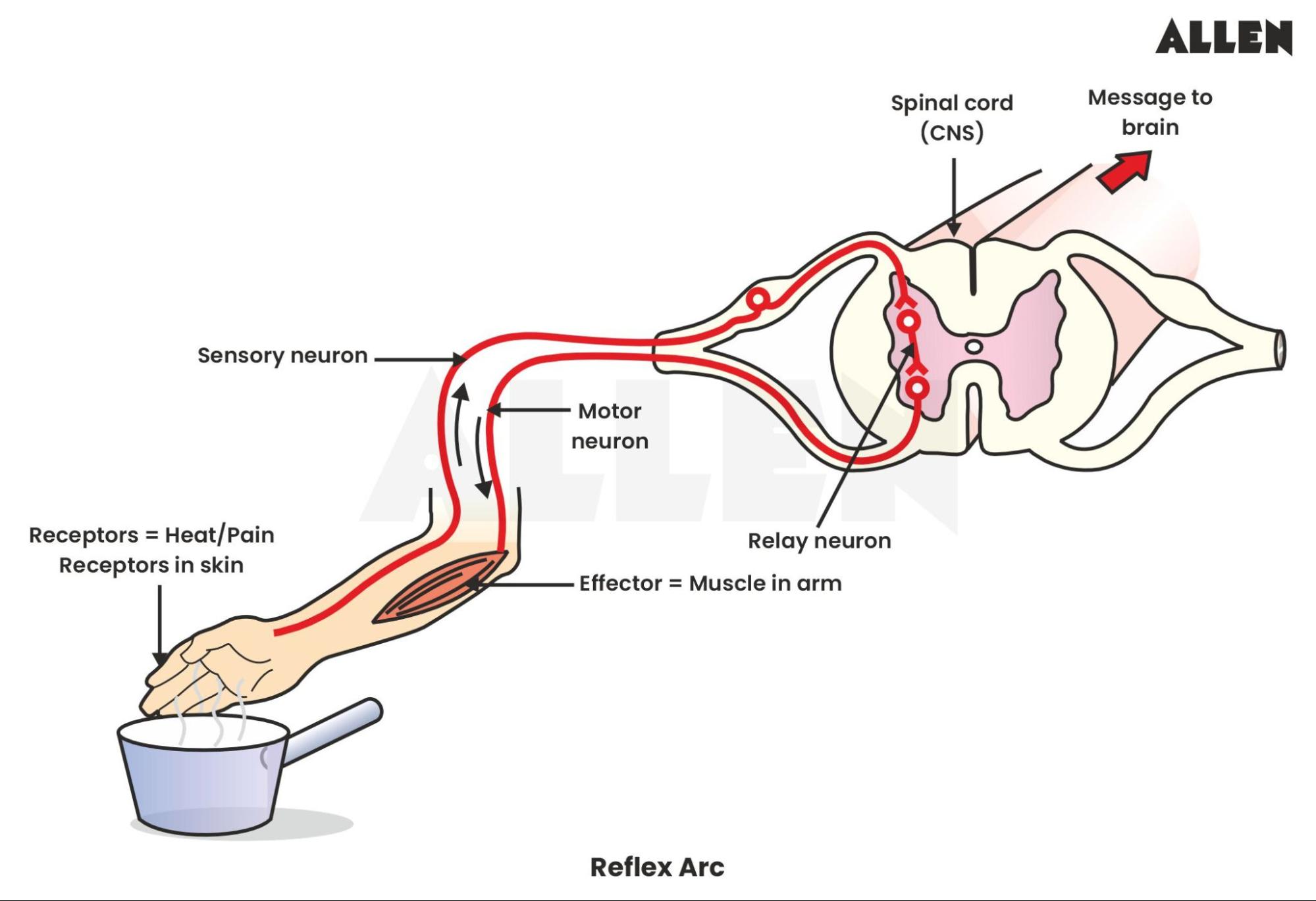 Understand Control and Coordination in Living Organisms